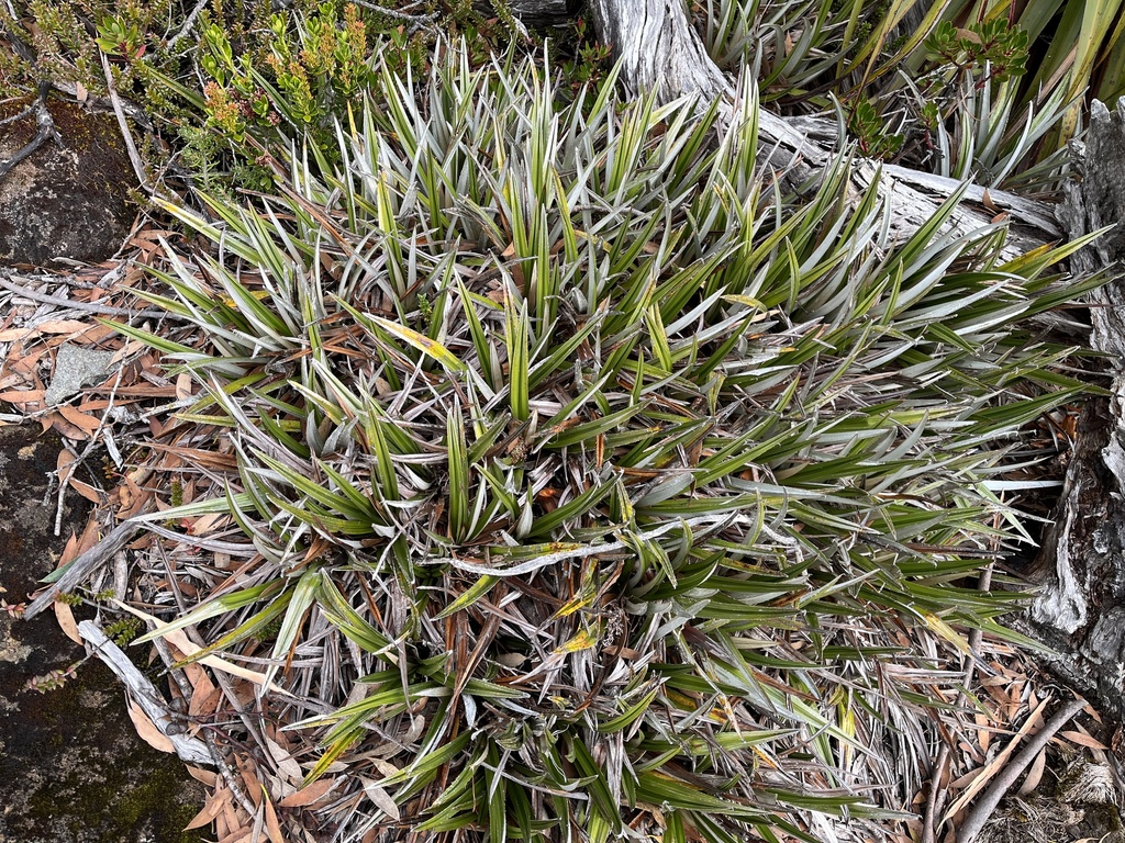 Pineapple Grass from Mount Field National Park, Mount Field, TAS, AU on ...