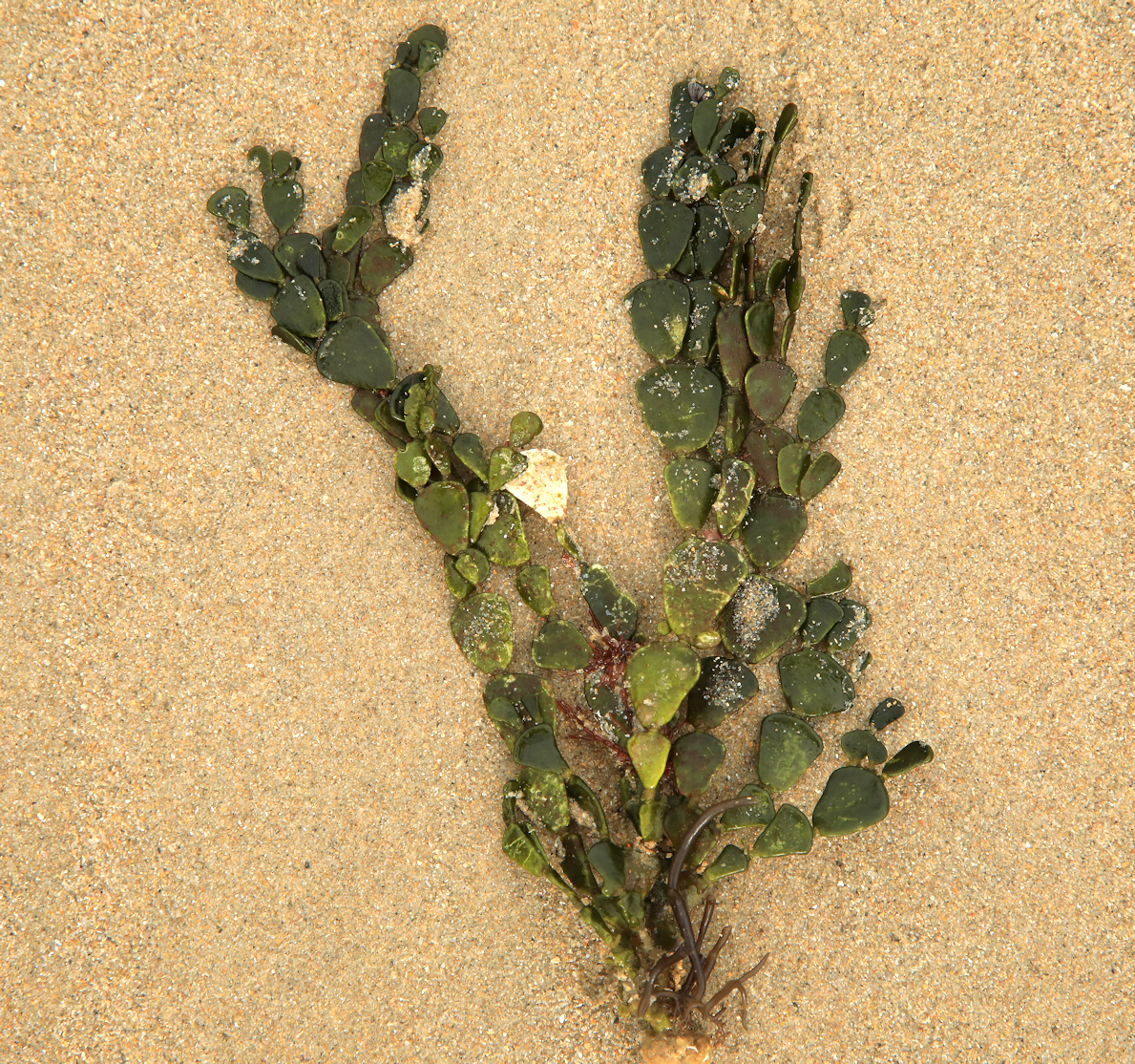 Halimeda cuneata K.Hering