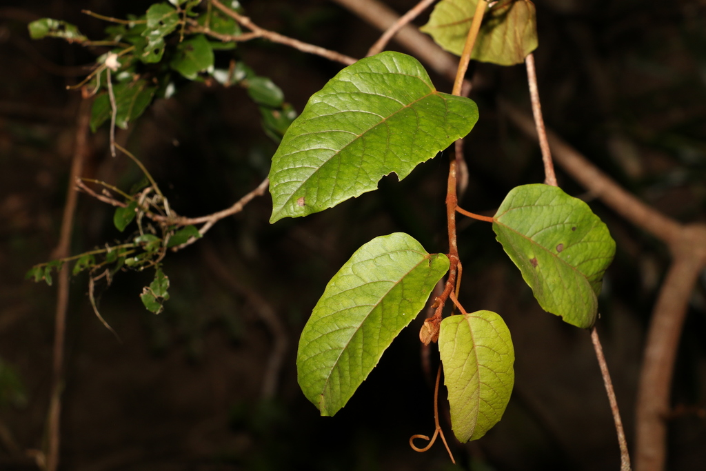 Kangaroo Vine in April 2022 by Greg Tasney · iNaturalist