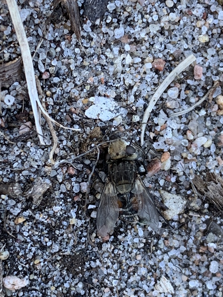 Gonia ornata from Seeland, Frederiksværk, Hauptstadtregion, DK on April ...