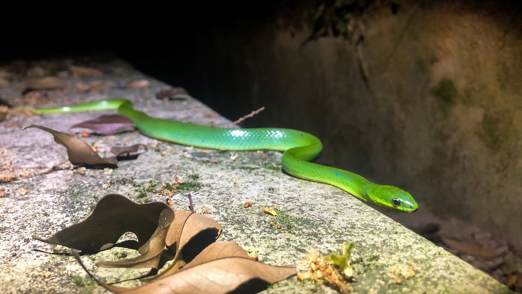 Chinese Green Snake from 中国广东省广州市黄埔区 on April 14, 2022 at 12:51 PM by ...