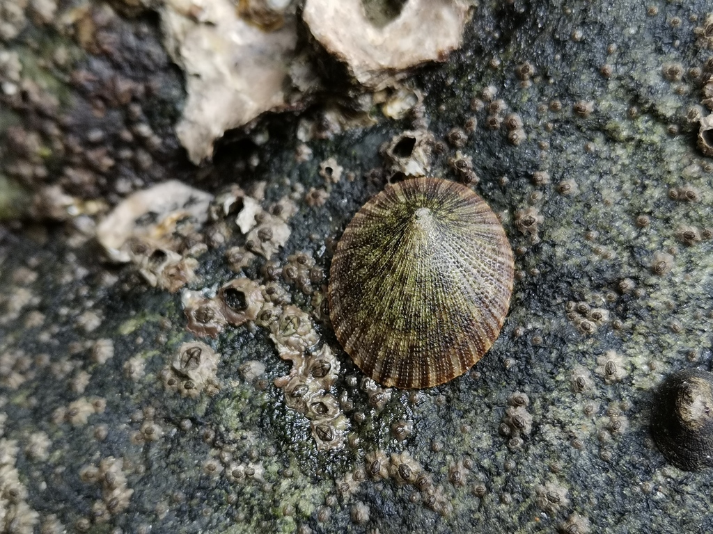 Nipponacmea radula from 中国山东省烟台市芝罘区 on October 27, 2020 at 01:19 PM by 邹轶帆Zou Yifan · iNaturalist