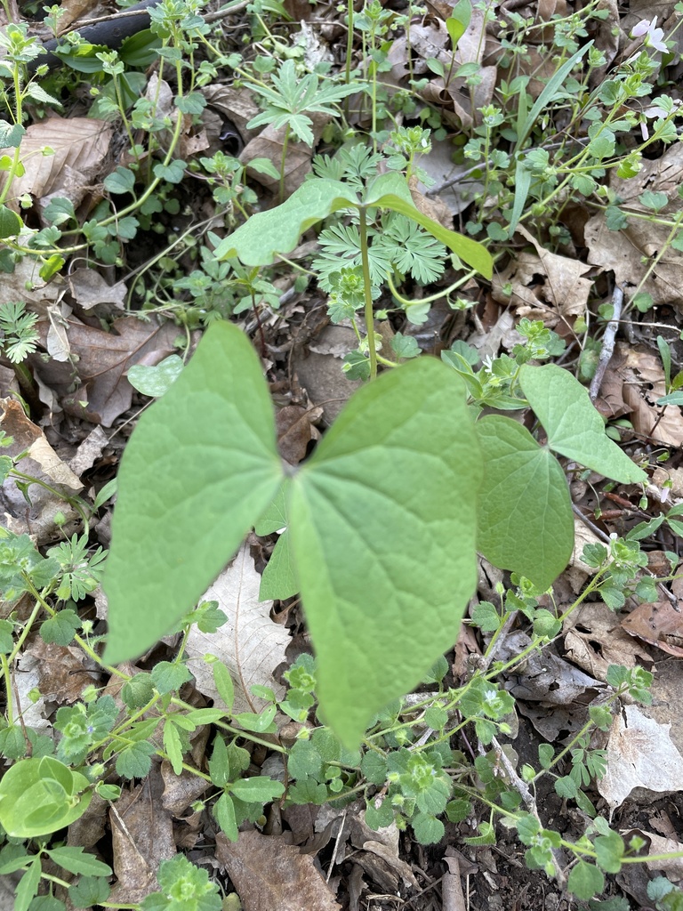 twinleaf from Shepherdstown Pike, Sharpsburg, MD, US on April 16, 2022 ...