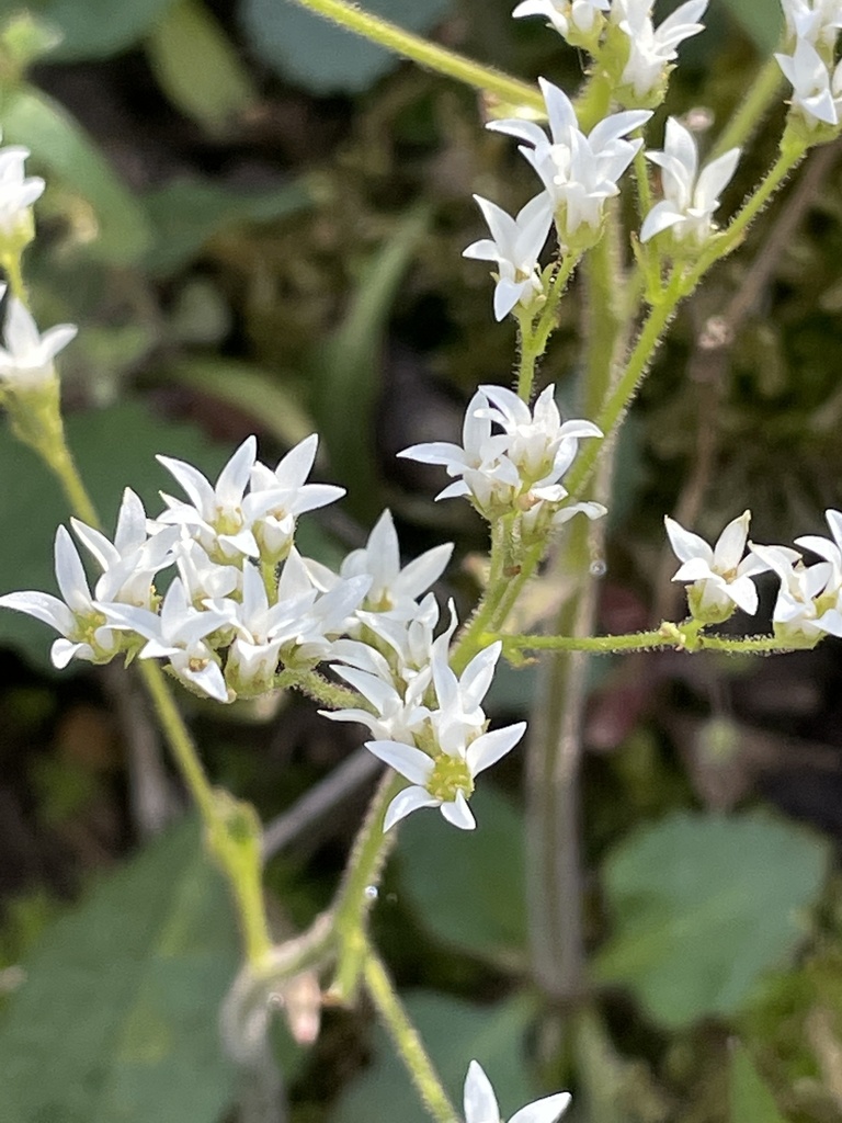 Virginia saxifrage from Shepherdstown Pike, Sharpsburg, MD, US on April ...