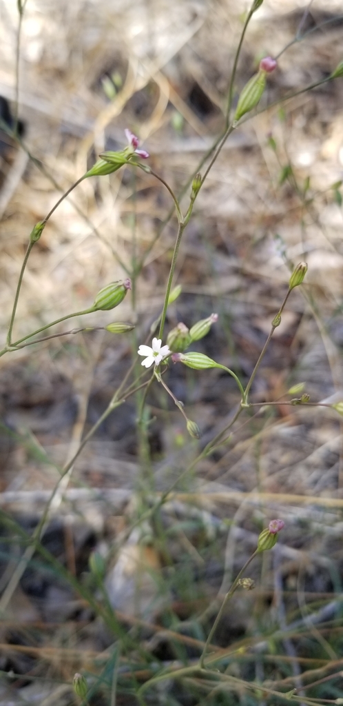 sleepy catchfly from Vail, AZ 85641, USA on April 15, 2022 at 09:40 AM ...
