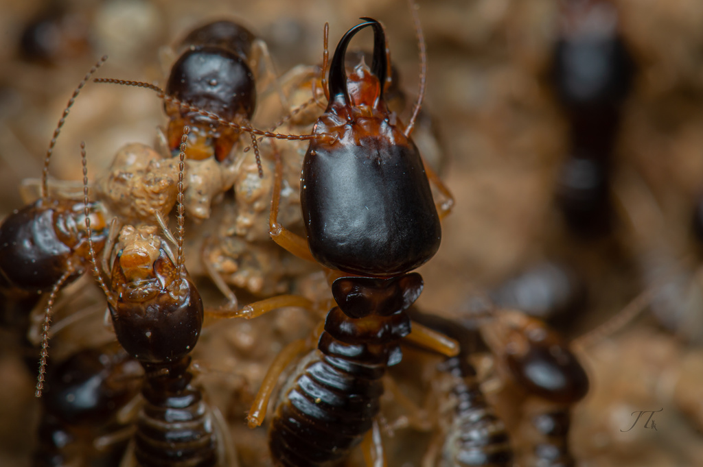Macrotermes carbonarius from Sun Plaza Park, Tampines, Singapore, SG on ...