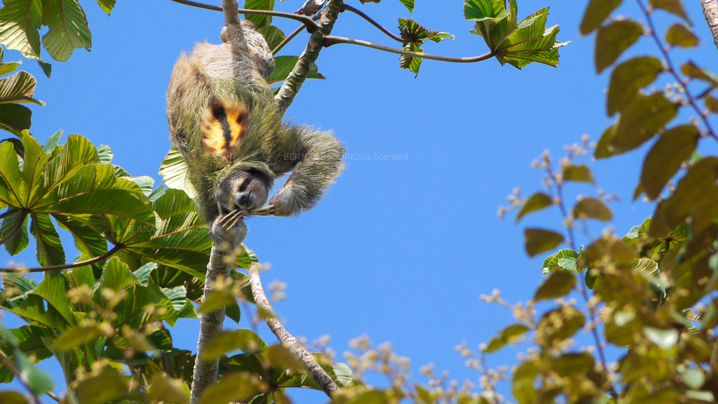 Pygmy Three-toed Sloth (Bradypus pygmaeus) - Know Your Mammals