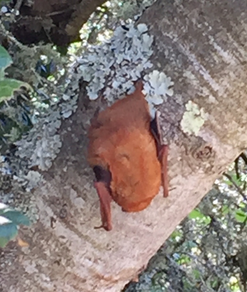 Western red bat from Ragle Ranch Regional Park, Sebastopol, CA, US on ...