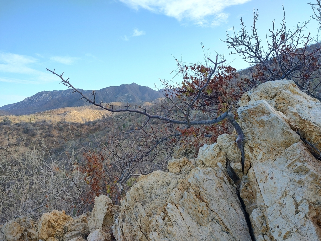 Southern Elephant Tree from La Paz, B.C.S., México on April 15, 2022 at ...