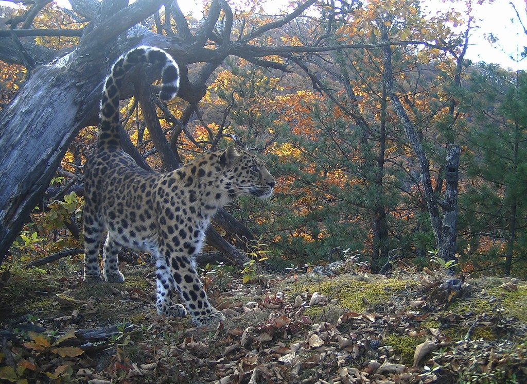 Amur Leopard in October 2018 by petr_sonin · iNaturalist