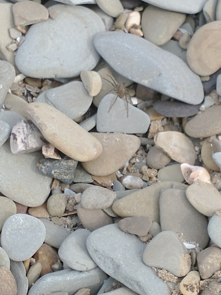 Stone Spider from Erie County, PA, USA on April 15, 2022 at 03:56 PM by ...