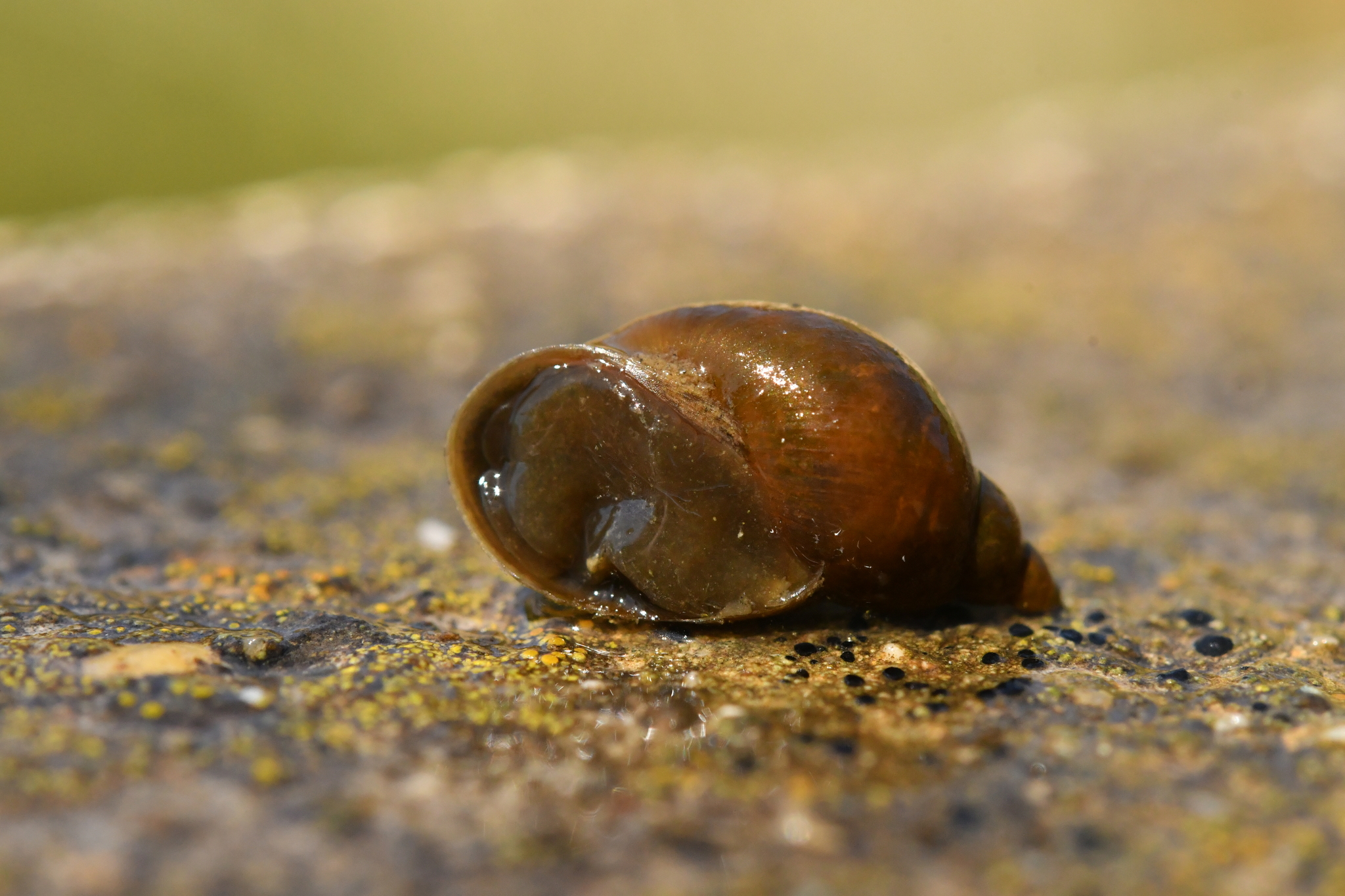 Galba truncatula (O.F.Müller, 1774)