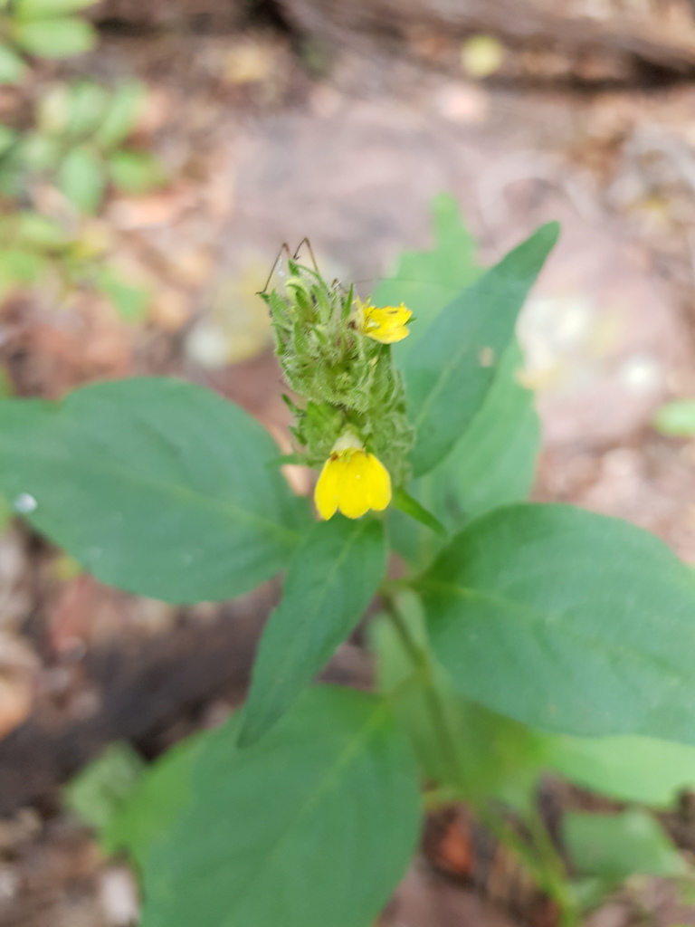 Yellow Justicia from Bosveld, South Africa on March 26, 2022 at 12:01 ...