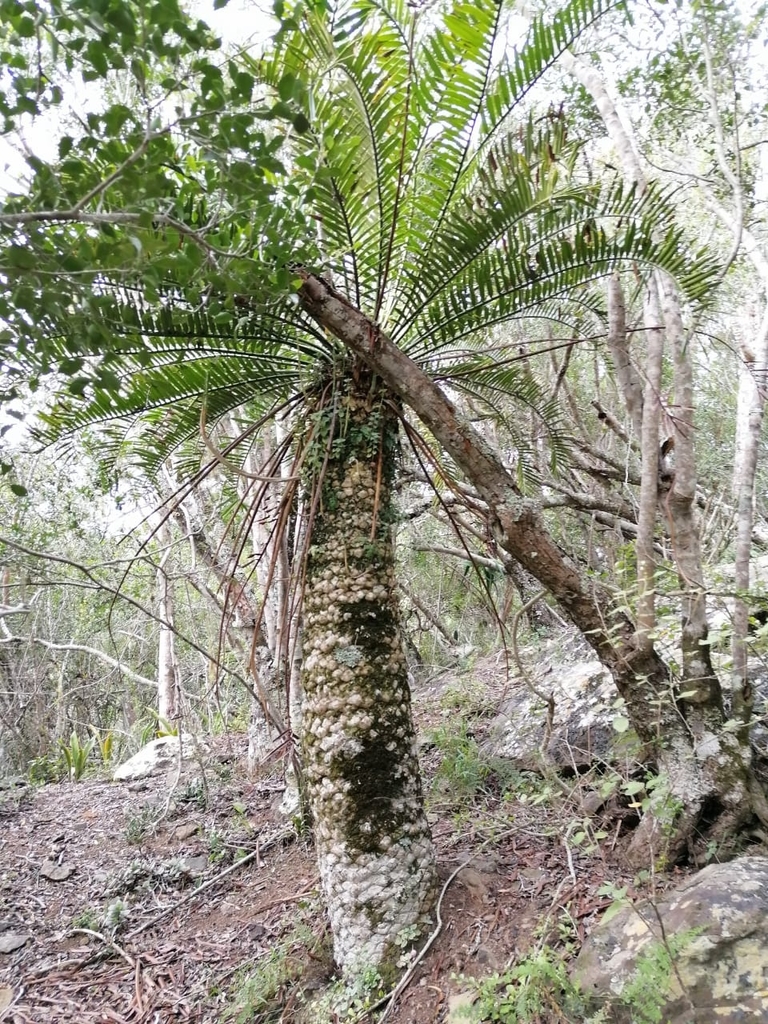 Eastern Cape giant cycad (Encephalartos altensteinii) - Botanical Realm