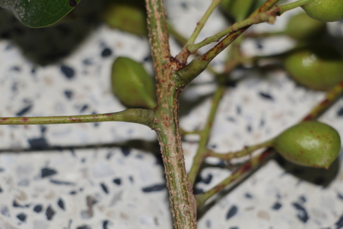 Variety Connarus venezuelanus venezuelanus · iNaturalist