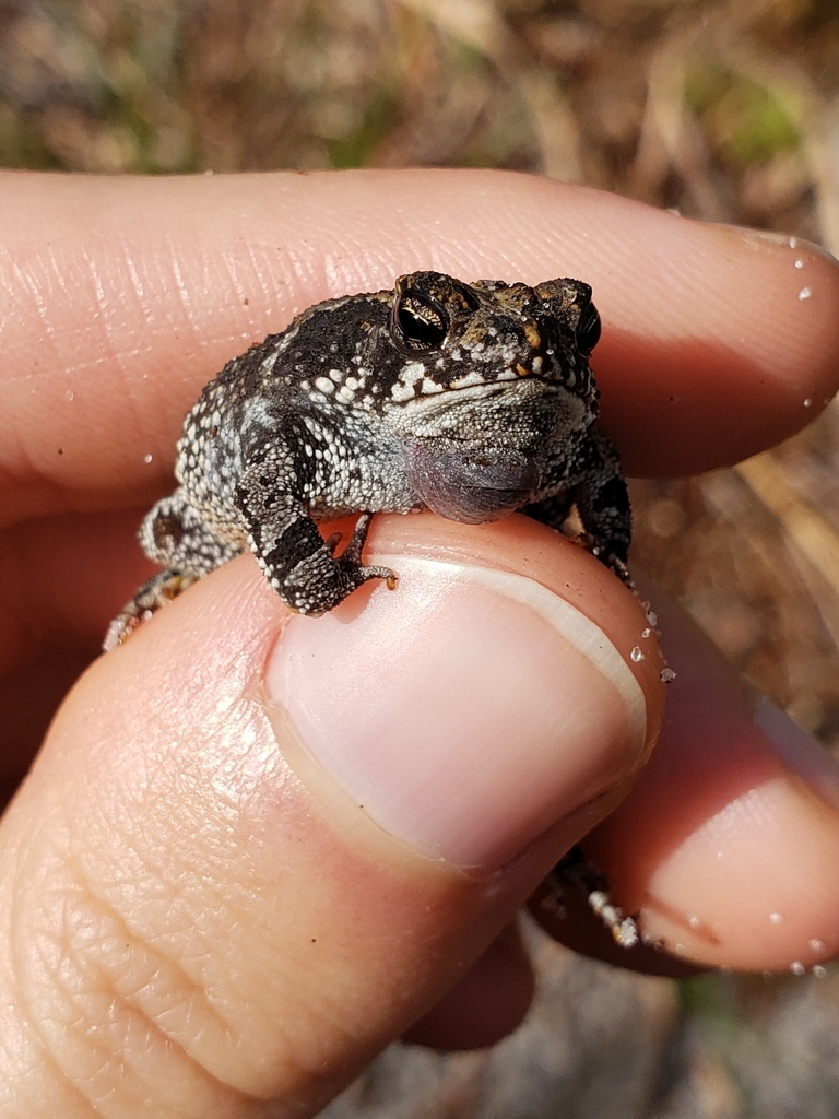 Oak Toad from Geneva, FL 32732, USA on April 16, 2022 at 09:58 AM by ...