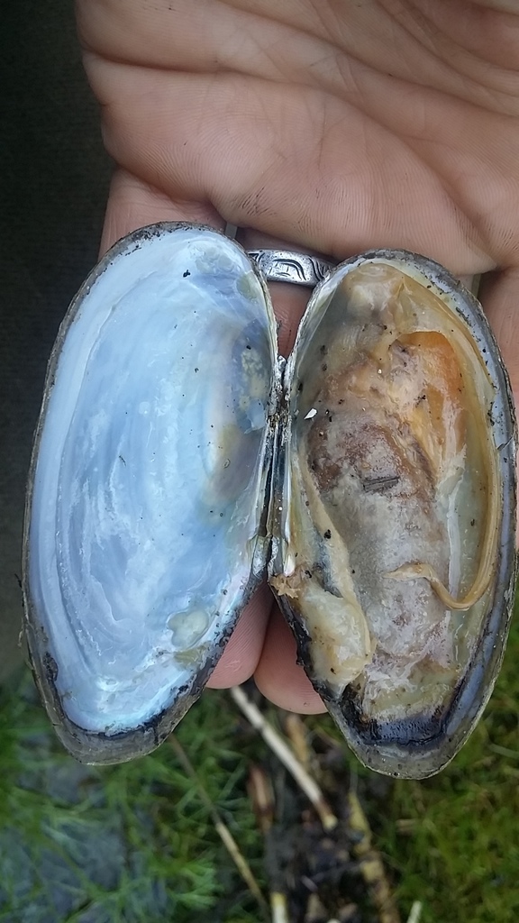 Western Floater from Sitka County, US-AK, US on May 17, 2015 at 12:36 ...