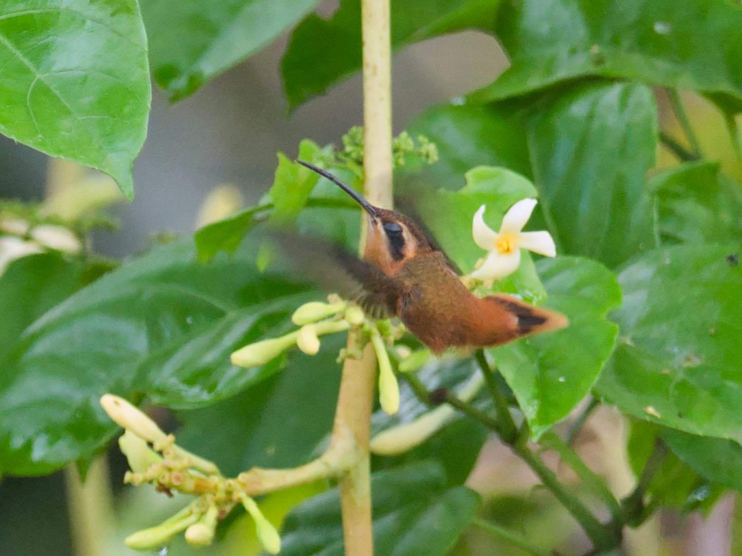 Phaethornis ruber (Linnaeus, 1758)