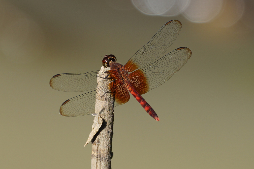 Red-mantled Dragonlet (Odonata of Belize) · iNaturalist