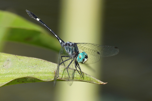 Cenicilla de frente lustrosa (Nephepeltia flavifrons) · iNaturalist Mexico