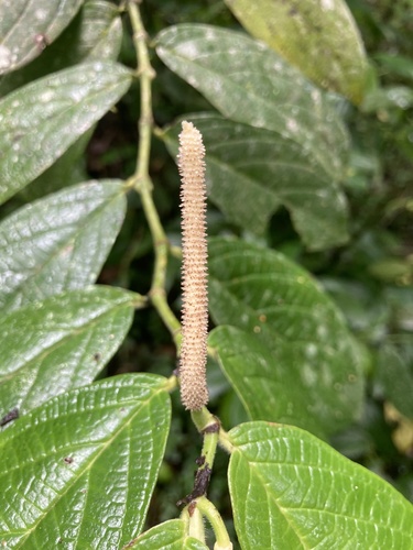 Piper abajoense · iNaturalist