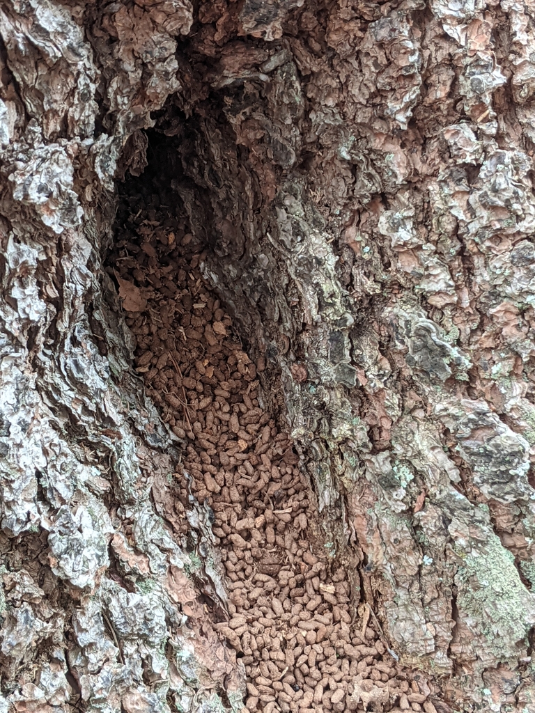 Rodents from Stroud Township, PA, USA on April 16, 2022 at 10:27 AM by ...
