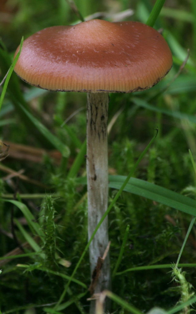 Wavy Cap in October 2015 by Jacob Kalichman. Originally posted to ...