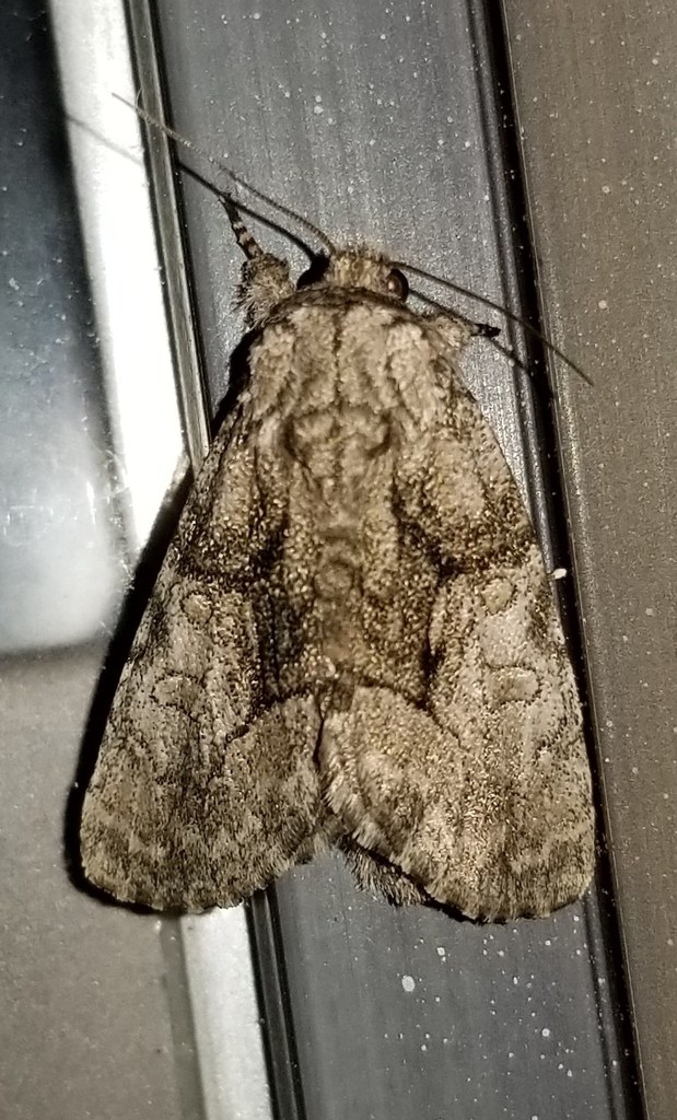Brother Moth from Walker County, TX, USA on March 28, 2022 at 09:23 PM ...