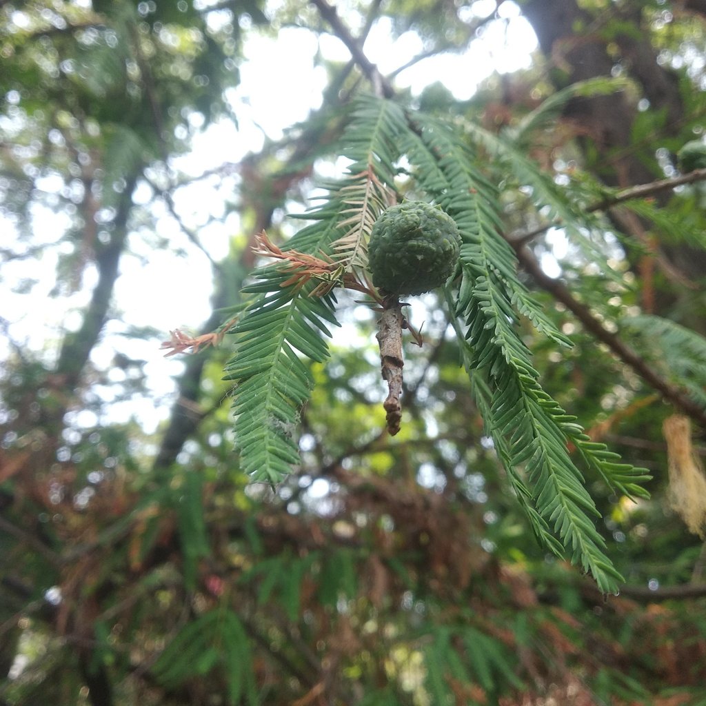 Montezuma cypress from Tlaltenango, Cuernavaca, Mor., México on April ...