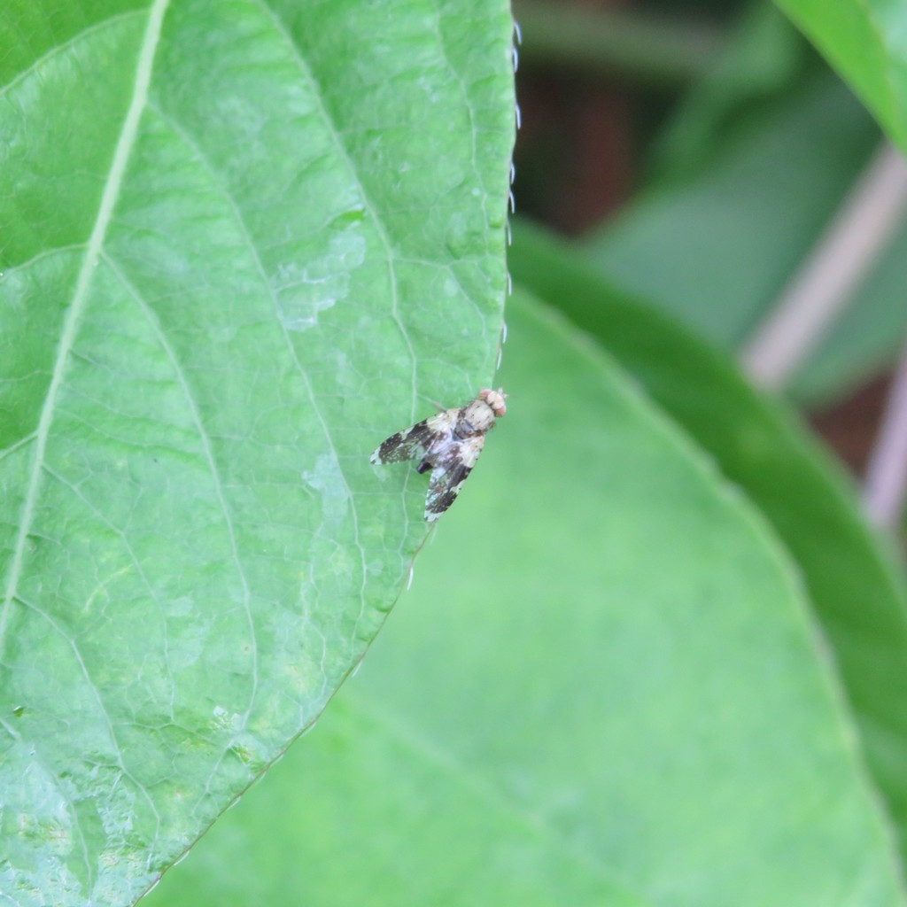 Tephritis formosa from Stourbridge, UK on April 15, 2022 at 05:52 PM by ...