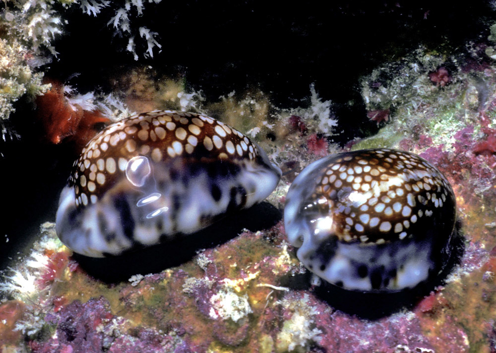 Mauritia depressa (J.E.Gray, 1824)