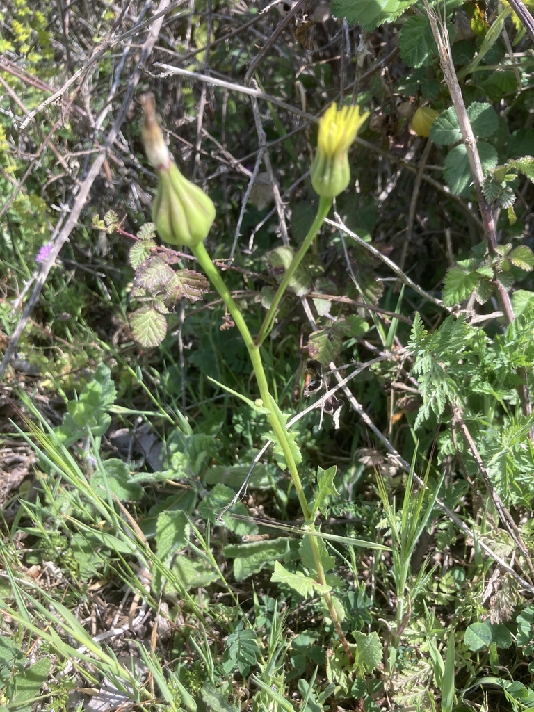 False Hawkbit from Korfoe, Meliteieoi, Corfu, GR on April 15, 2022 at ...