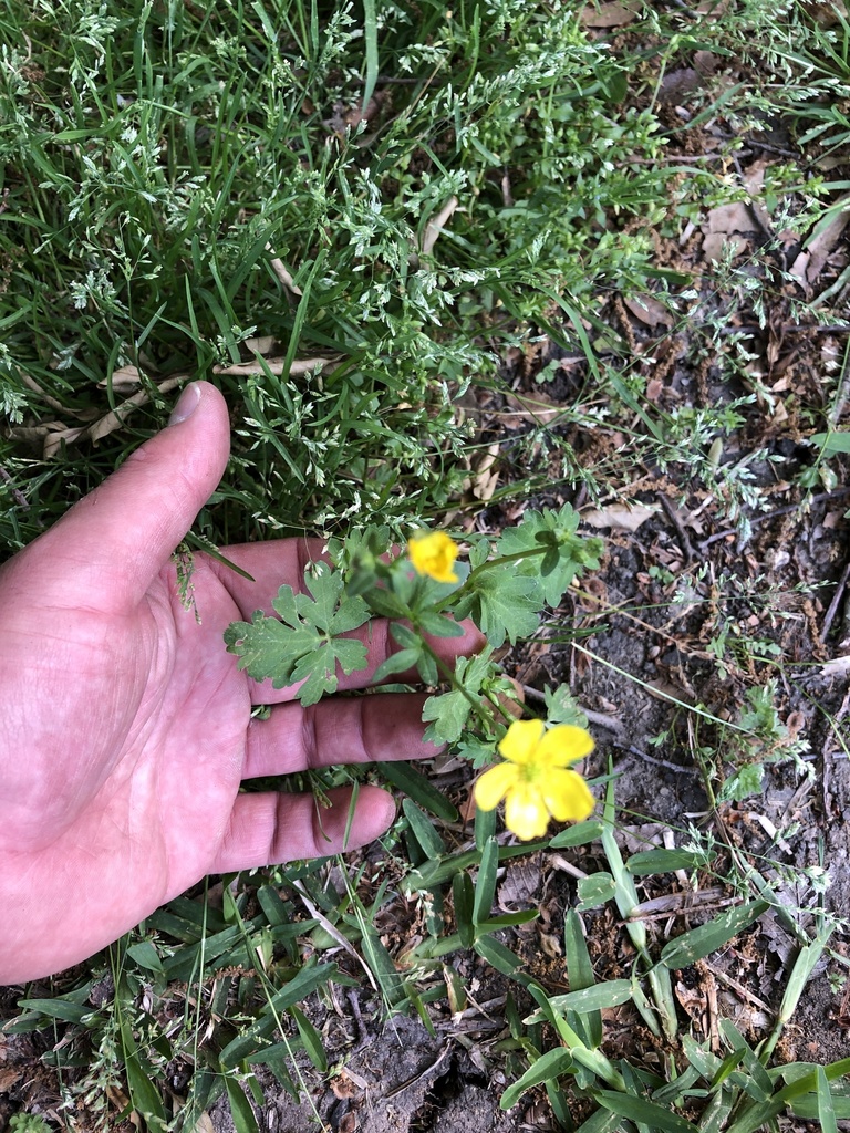 buttercups from Ravenwood Dr, Bryan, TX, US on April 14, 2022 at 06:10 ...