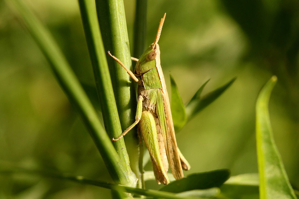 Laplatacris dispar from La Plata, Provincia de Buenos Aires, Argentina ...