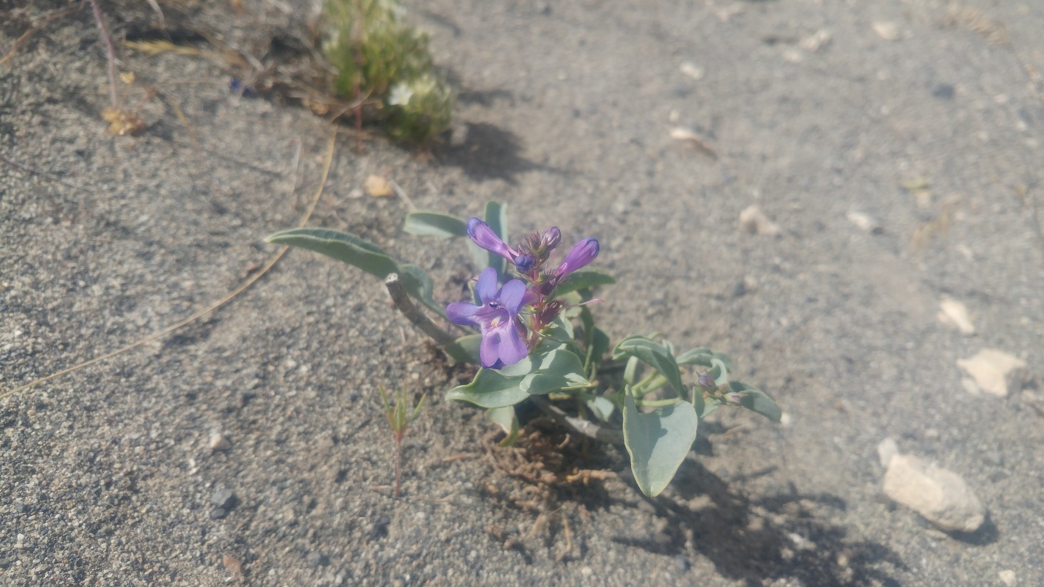 Penstemon acuminatus Douglas ex Lindl.