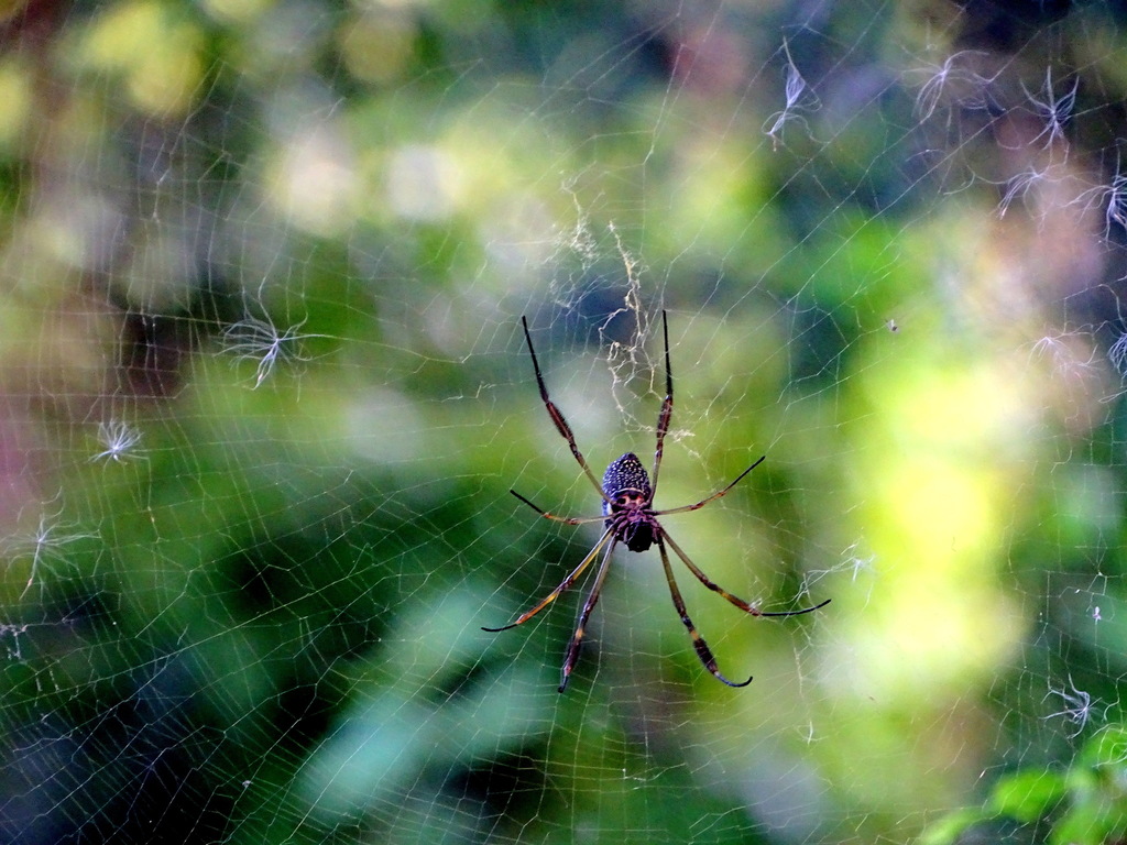 Golden Silk Spider from Acassuso, Provincia de Buenos Aires, Argentina ...