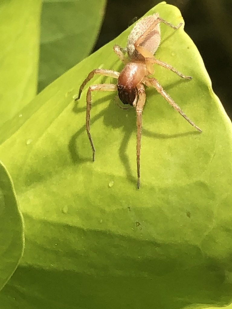 Leafcurling Sac Spiders from Saint Kitts, Saint Kitts and Nevis, KN on ...