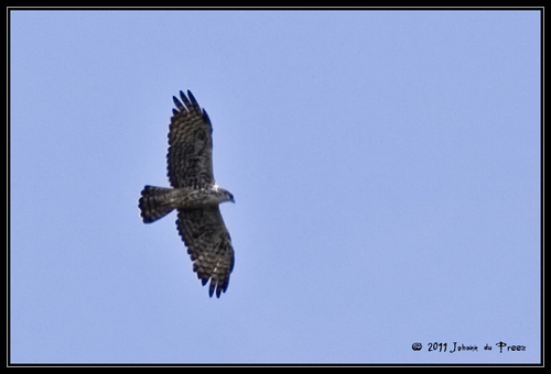 Ayres's Hawk-Eagle (Birds of Kenya) · iNaturalist