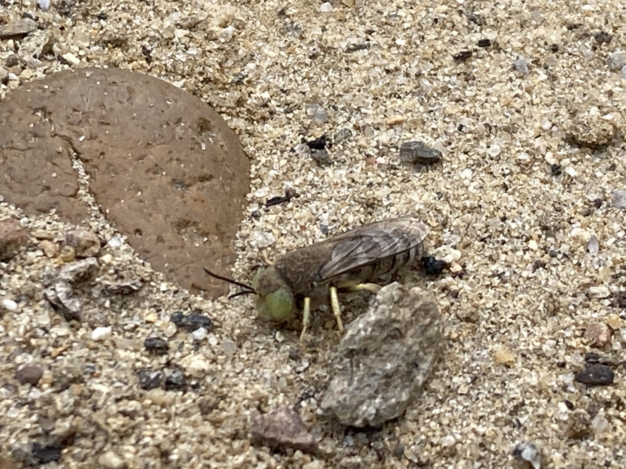 Bembix americana Fabricius, 1793