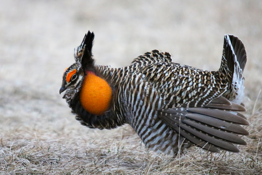 Prairie-Chickens and Sharp-tailed Grouse (Tympanuchus) - Avian Discovery