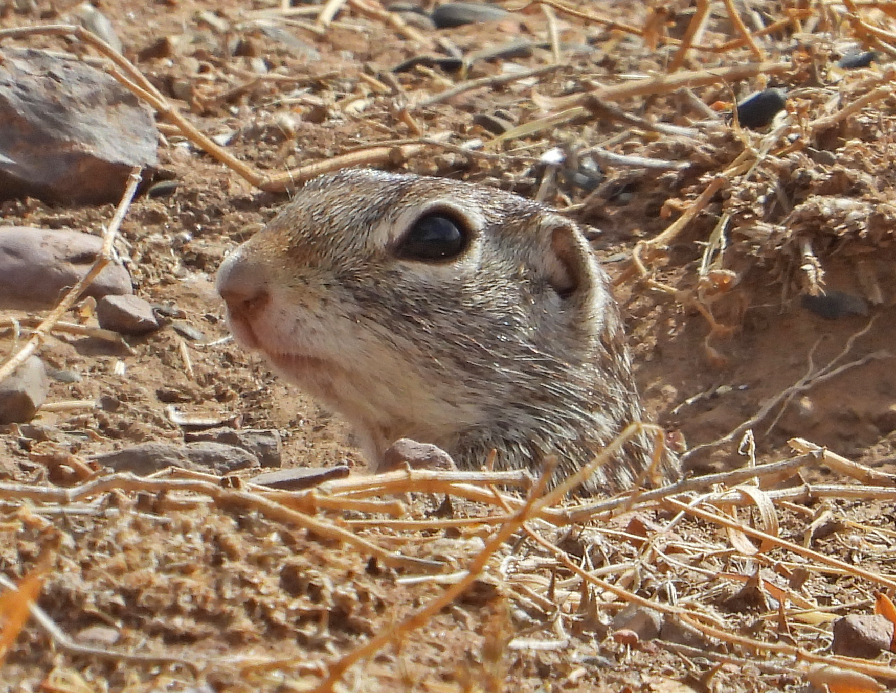 Ictidomys parvidens (Mearns, 1896)