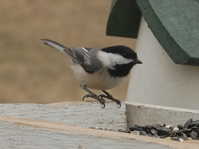 Black-capped Chickadee in April 2022 by KS · iNaturalist