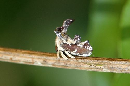 Notocera spinidorsa · iNaturalist