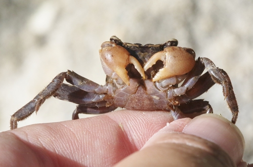 Humic Marsh Crab (Armases ricordi)