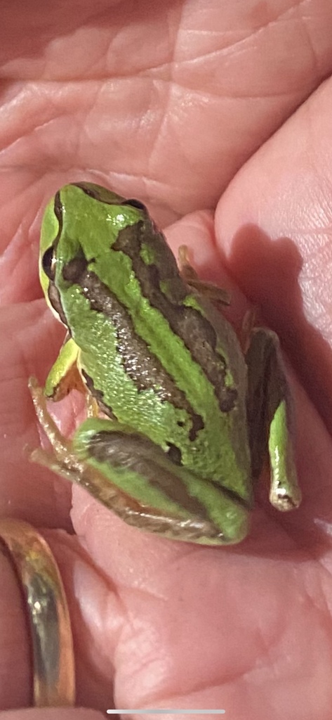 Alpine Whistling Tree Frog in April 2022 by jnrclawrie · iNaturalist