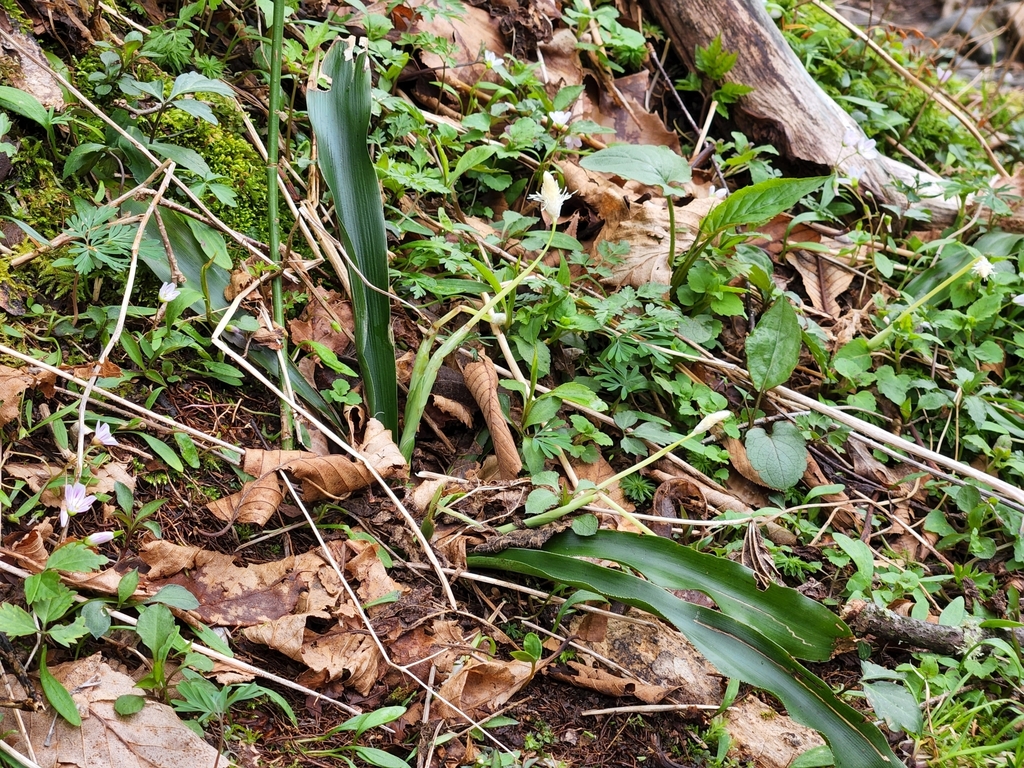 Fraser's Sedge from Gatlinburg, TN 37738, USA on April 16, 2022 at 12: ...