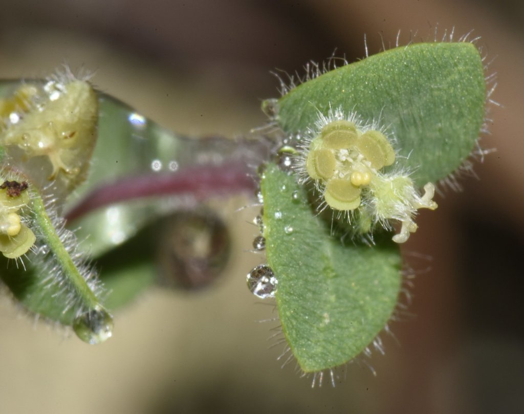 Pineland Sandmat in April 2022 by Joe MDO. Pointed out by Lydia Seen on ...