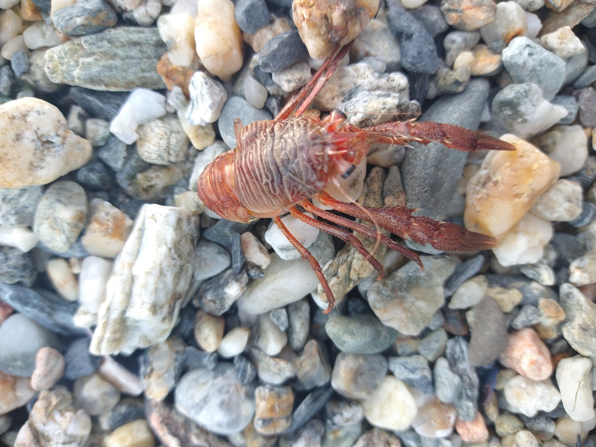 Grimothea gregaria (Fabricius, 1793)