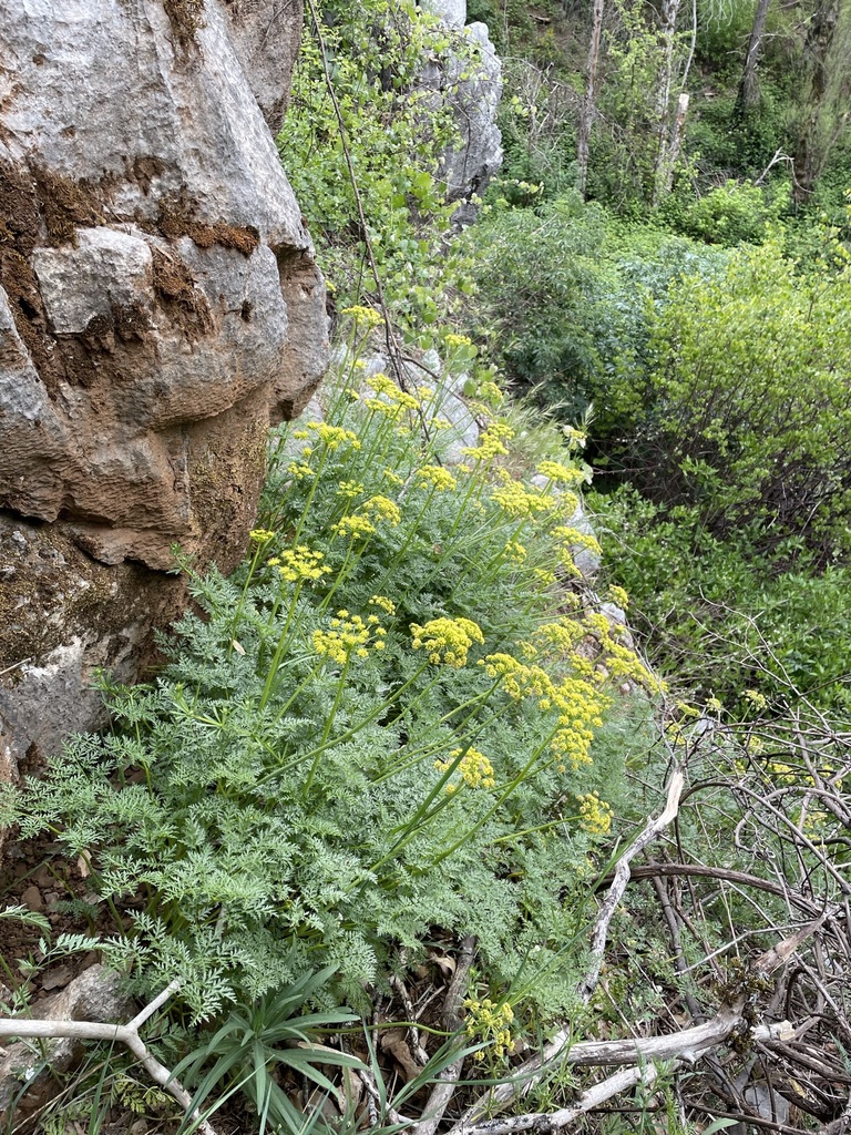 northern Indian parsnip from Shasta, Shasta-Trinity National Forest ...