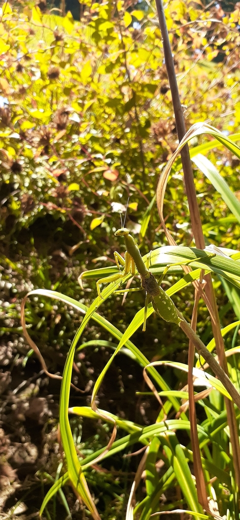 Coptopteryx gayi from Coronel Suarez on April 16, 2022 at 02:55 PM by ...